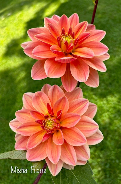 Mister Frans Dahlia Tuber – Happy Hollow Farm