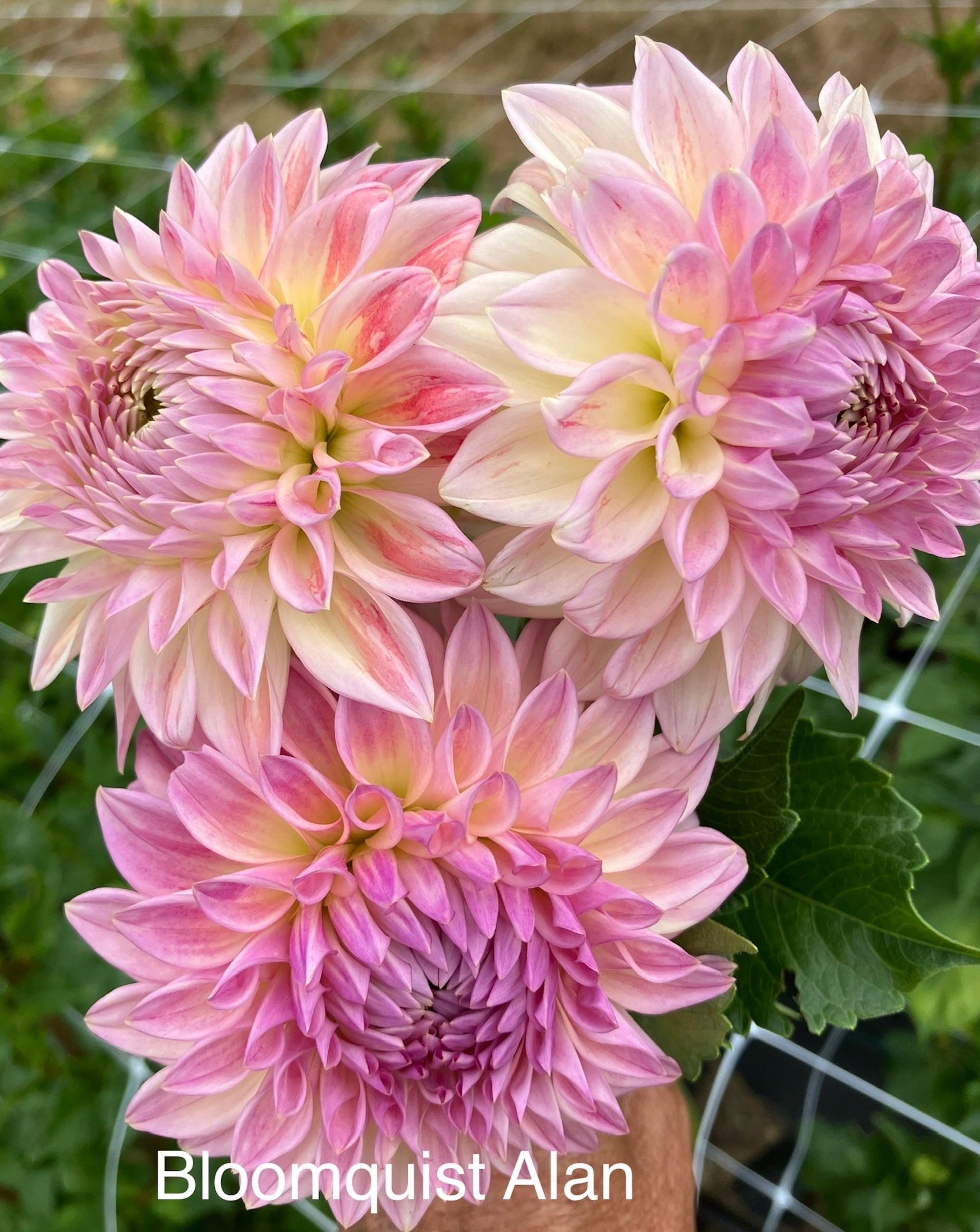 Bloomquist Alan Dahlia Tuber – Happy Hollow Farm