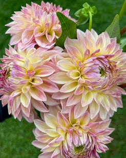 Bloomquist Alan Dahlia Tuber – Happy Hollow Farm