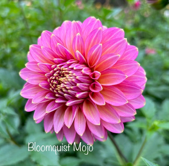 Bloomquist Mojo Dahlia Tuber – Happy Hollow Farm