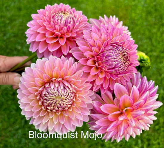 Bloomquist Mojo Dahlia Tuber – Happy Hollow Farm