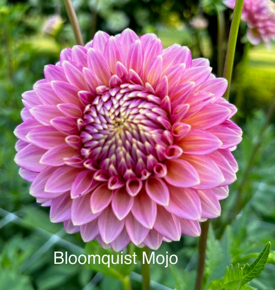 Bloomquist Mojo Dahlia Tuber – Happy Hollow Farm