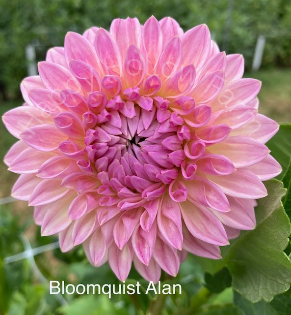 Bloomquist Alan Dahlia Tuber – Happy Hollow Farm