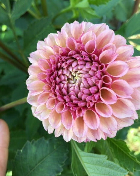 All Dahlias – Happy Hollow Farm
