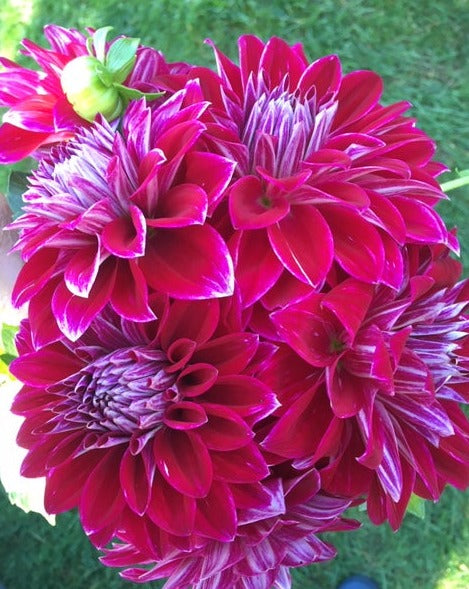All Dahlias – Happy Hollow Farm