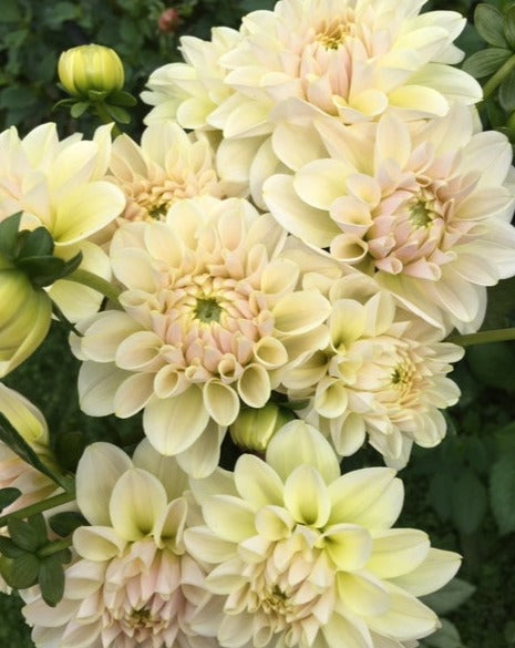 Caramel Antique Dahlia Tuber – Happy Hollow Farm