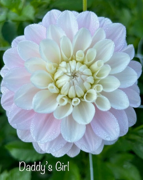 Daddy's Girl Dahlia Tuber – Happy Hollow Farm