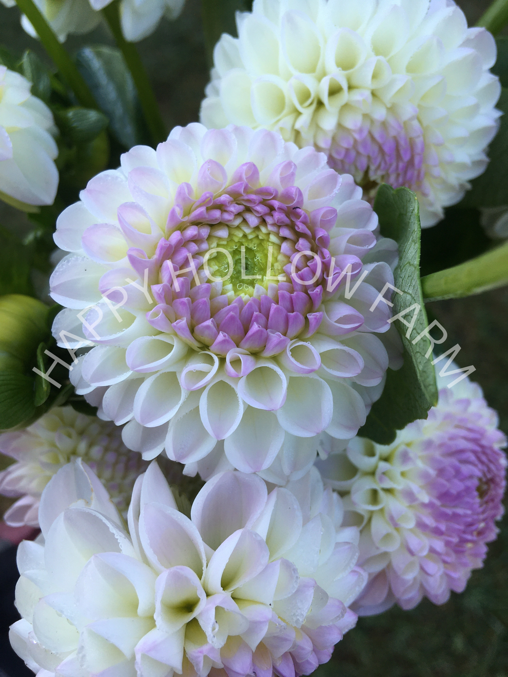 Dorothy R. Dahlia Tuber – Happy Hollow Farm