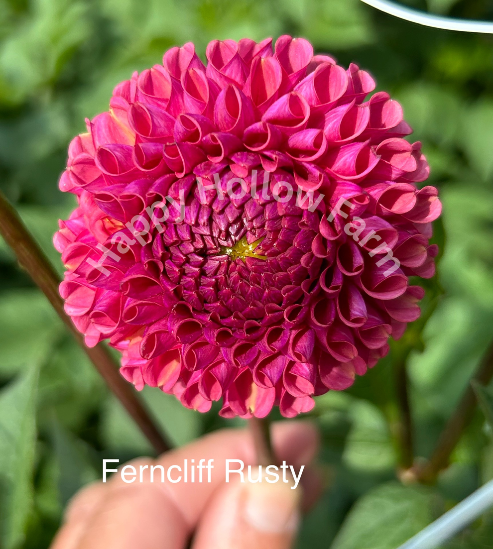 Ferncliff Rusty Dahlia Tuber – Happy Hollow Farm