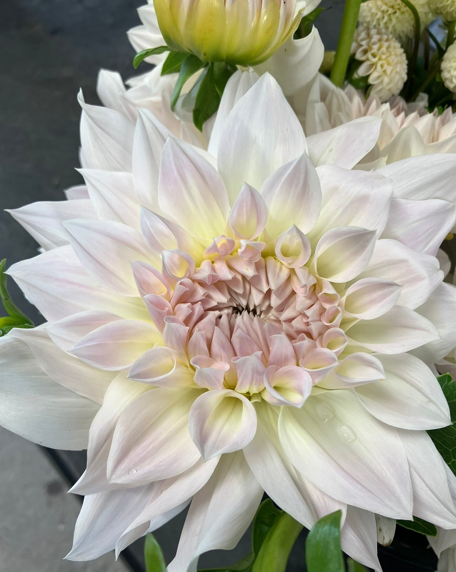 Cumulus Dahlia Tuber – Happy Hollow Farm