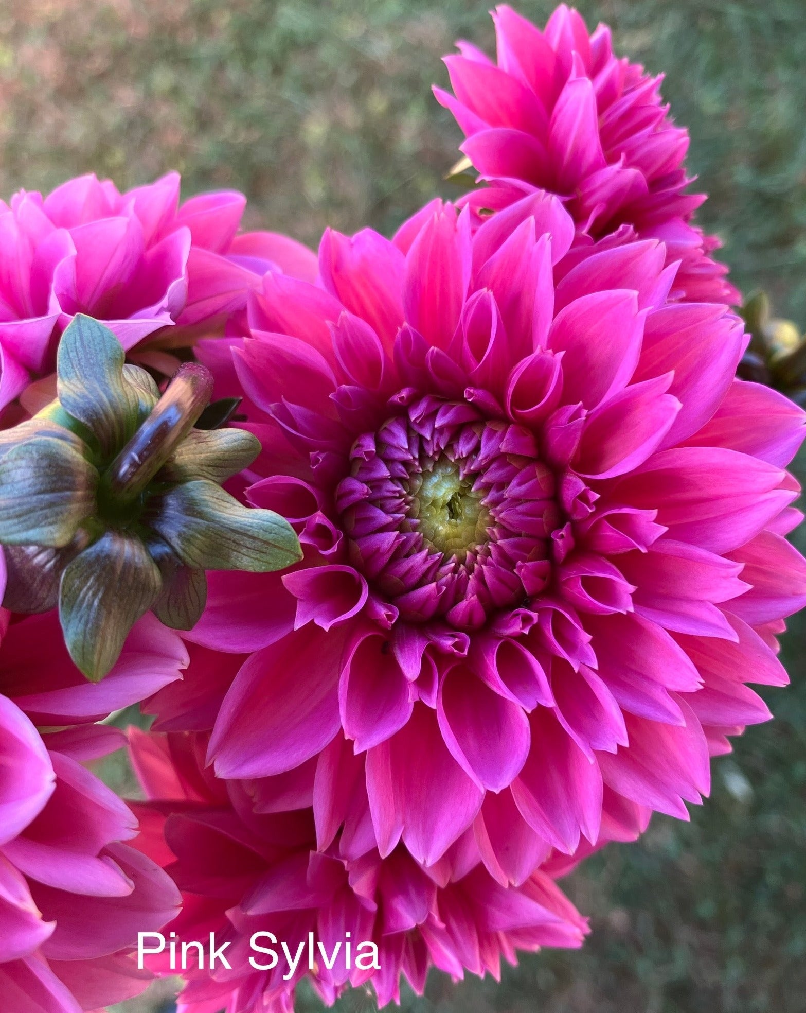 Pink Sylvia Dahlia Tuber – Happy Hollow Farm
