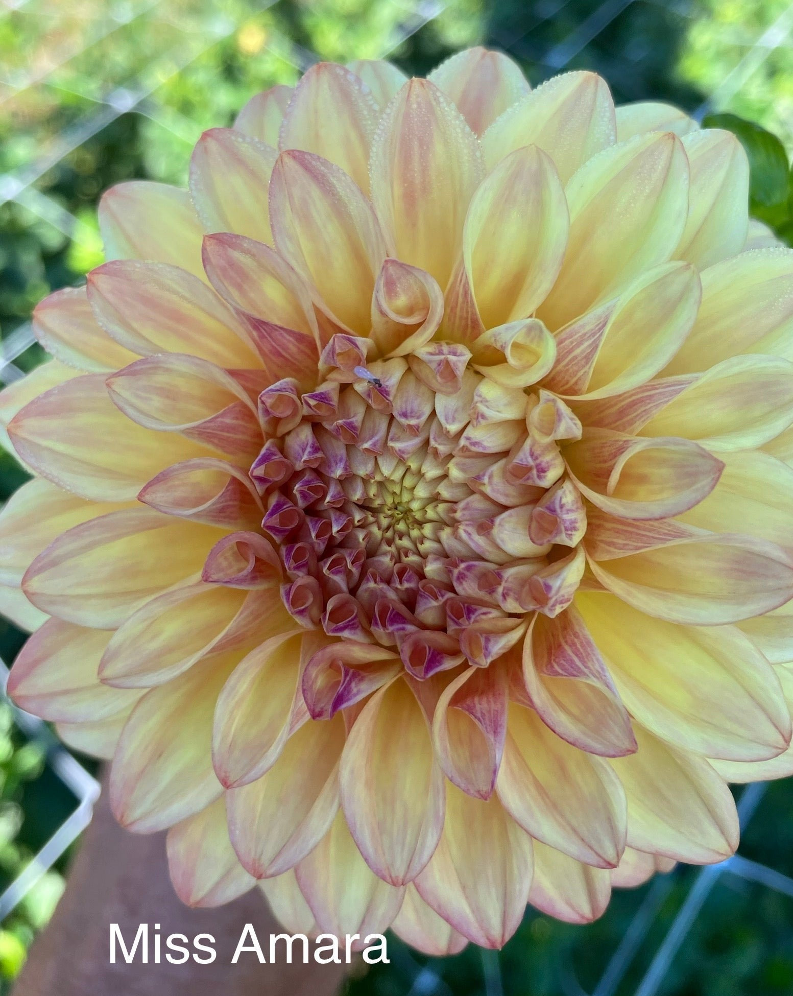 Miss Amara Dahlia Tuber – Happy Hollow Farm