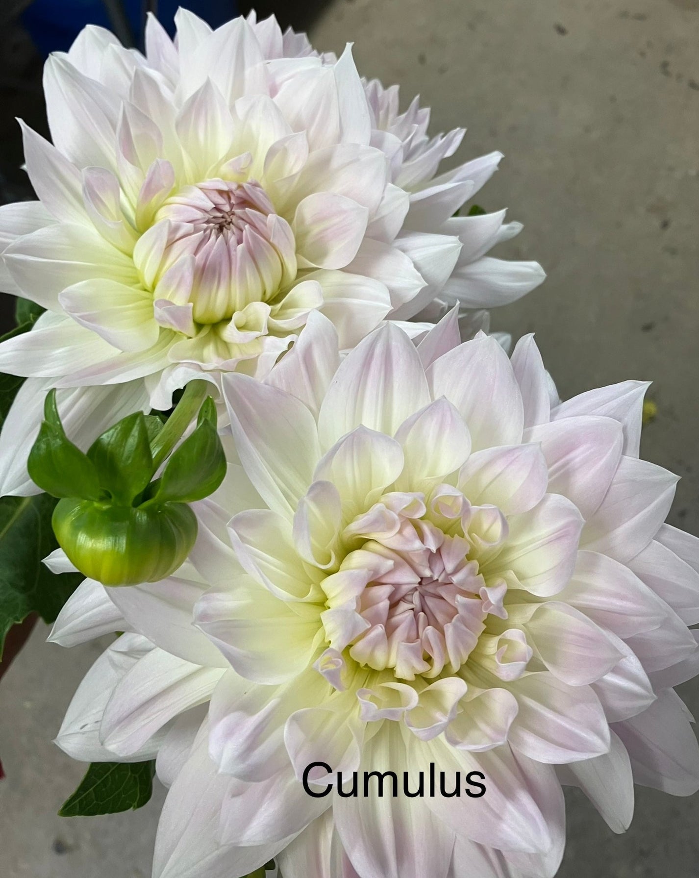 Cumulus Dahlia Tuber – Happy Hollow Farm
