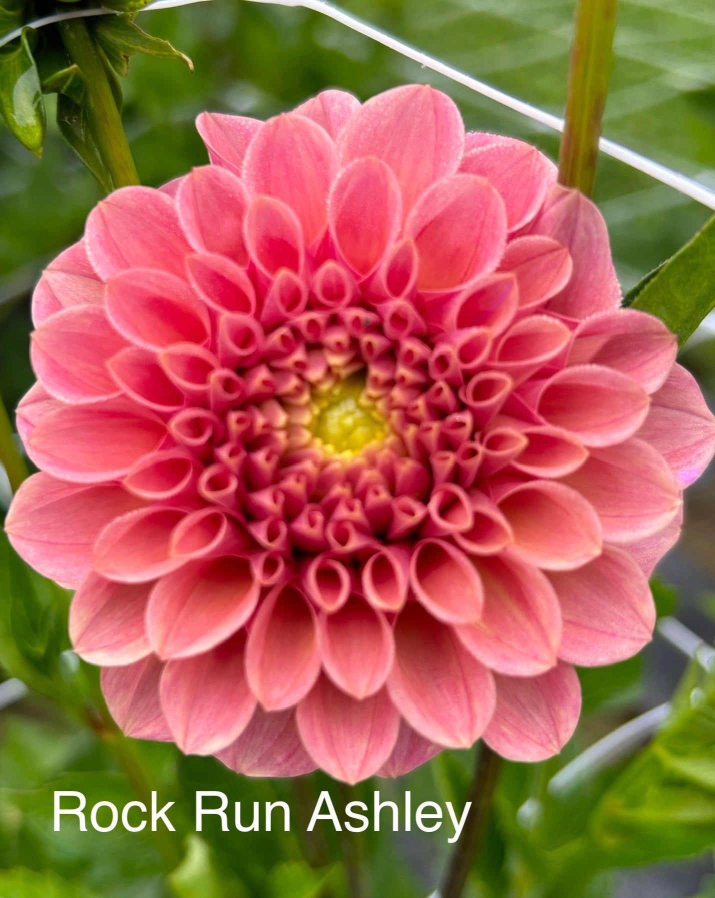 Rock Run Ashley Dahlia Tuber – Happy Hollow Farm