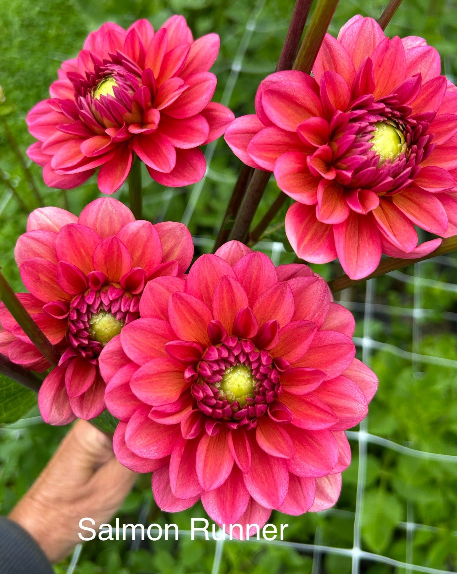 Salmon Runner Dahlia Tuber – Happy Hollow Farm