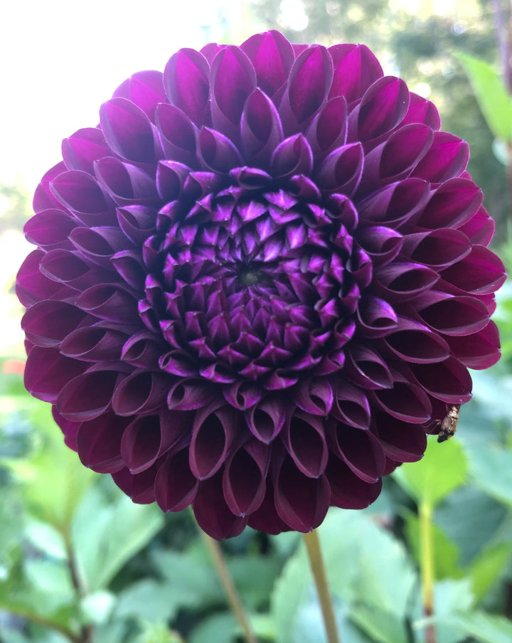 Products – Page 4 – Happy Hollow Farm