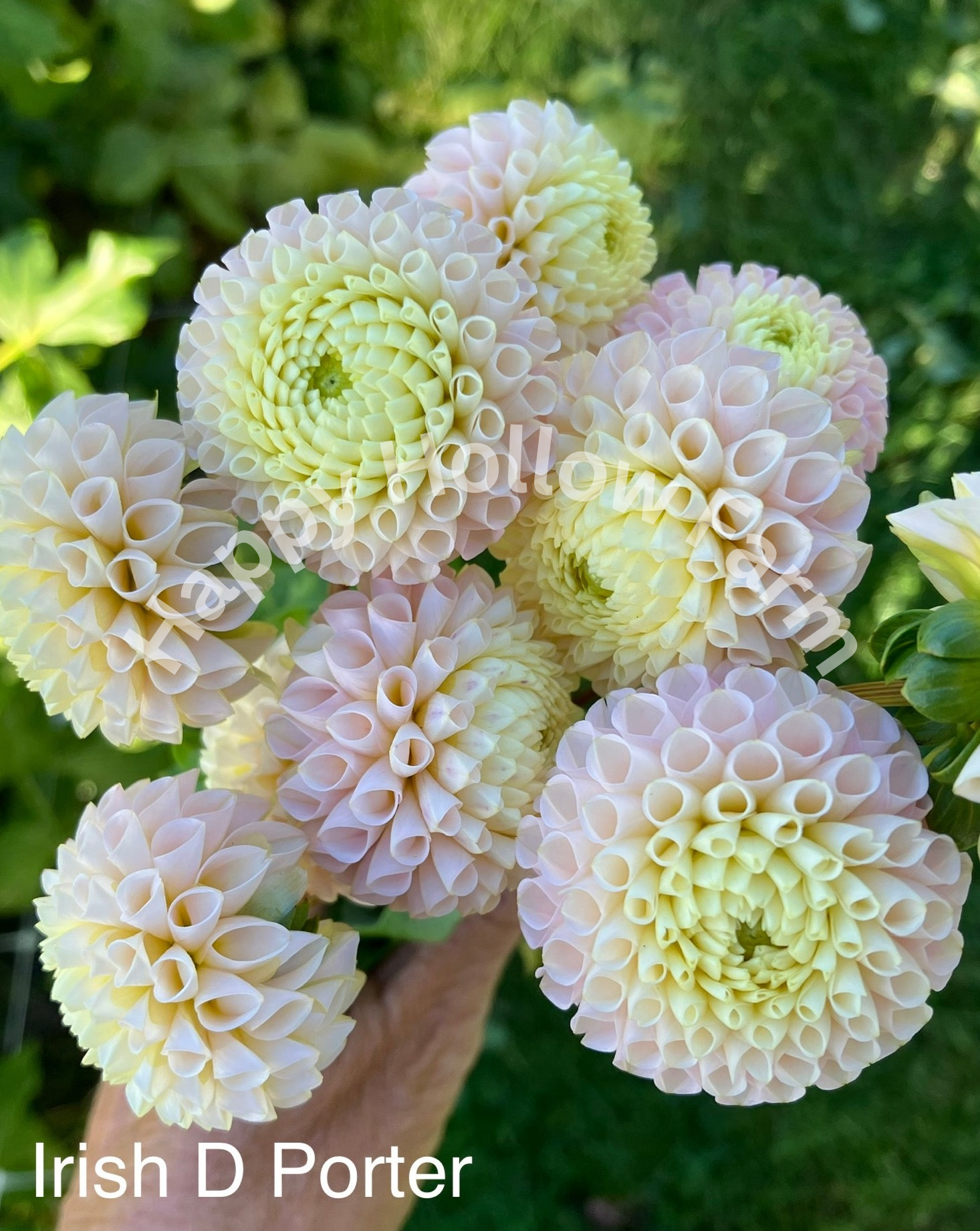 Irish D Porter Dahlia Tuber – Happy Hollow Farm