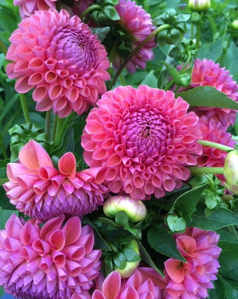 Jowey Winnie Dahlia Tuber – Happy Hollow Farm