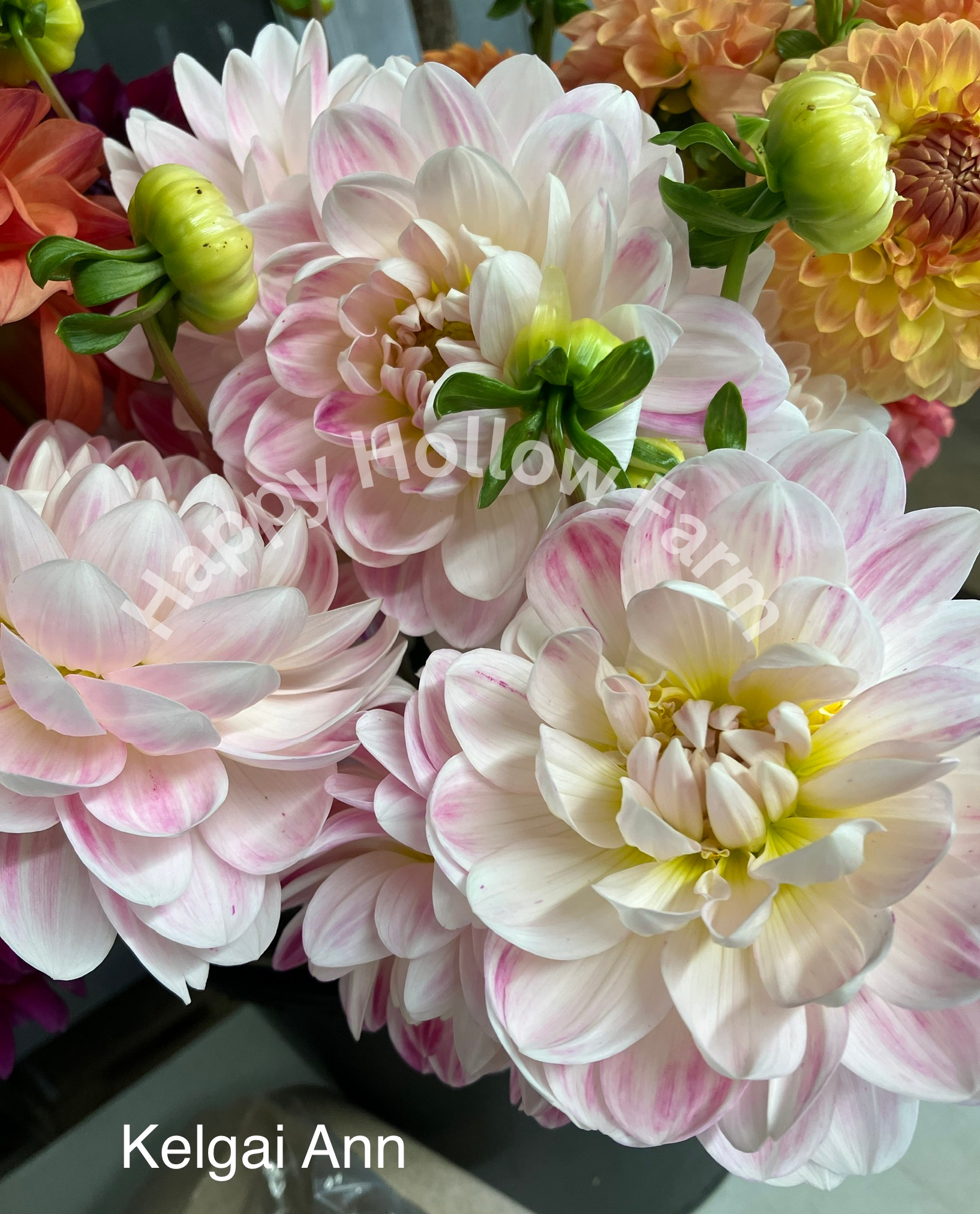 Kelgai Ann Dahlia Tuber – Happy Hollow Farm
