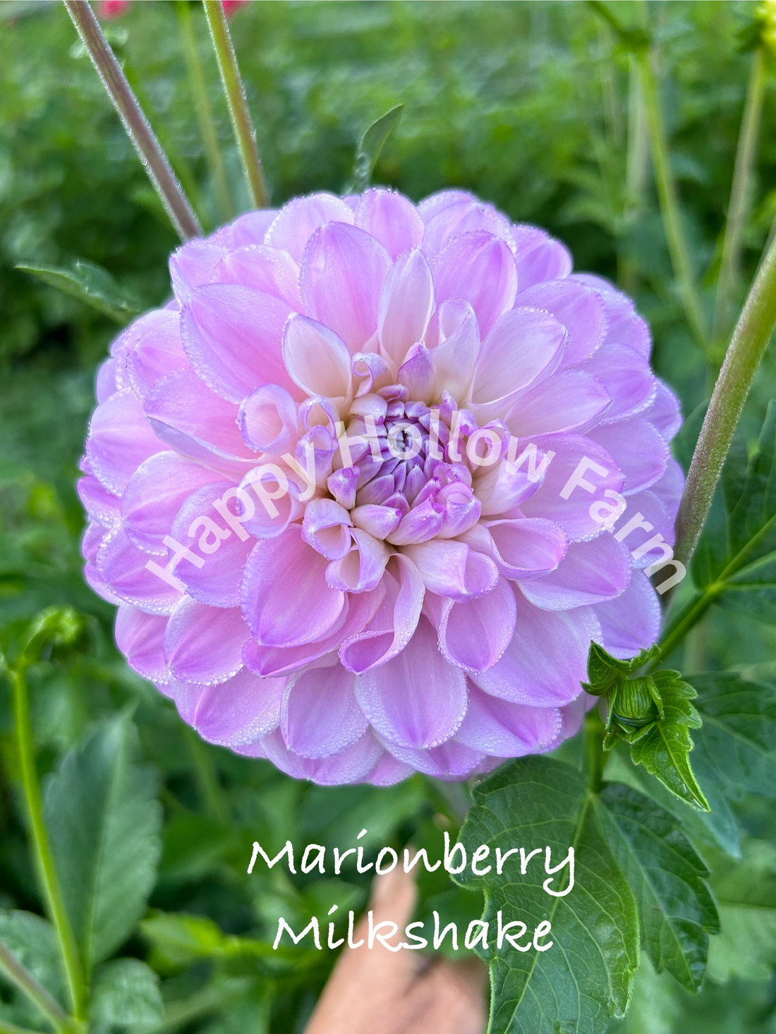 Marionberry Milkshake Dahlia Tuber – Happy Hollow Farm