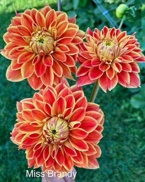 All Dahlias – Page 4 – Happy Hollow Farm