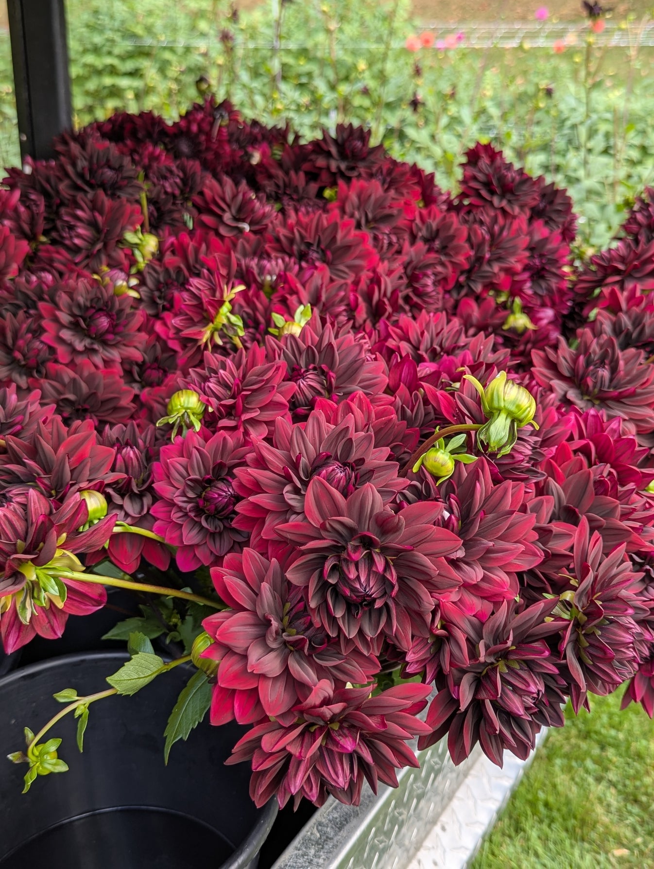 Sam Hopkins Dahlia Tuber – Happy Hollow Farm