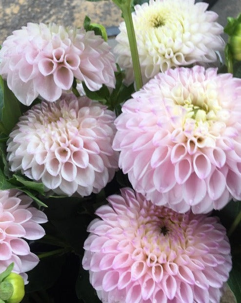 Pink Pearl Dahlia Tuber – Happy Hollow Farm