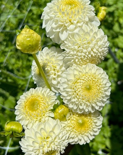 Ryecroft Jan Dahlia Tuber – Happy Hollow Farm