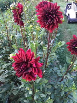 Sam Hopkins Dahlia Tuber – Happy Hollow Farm