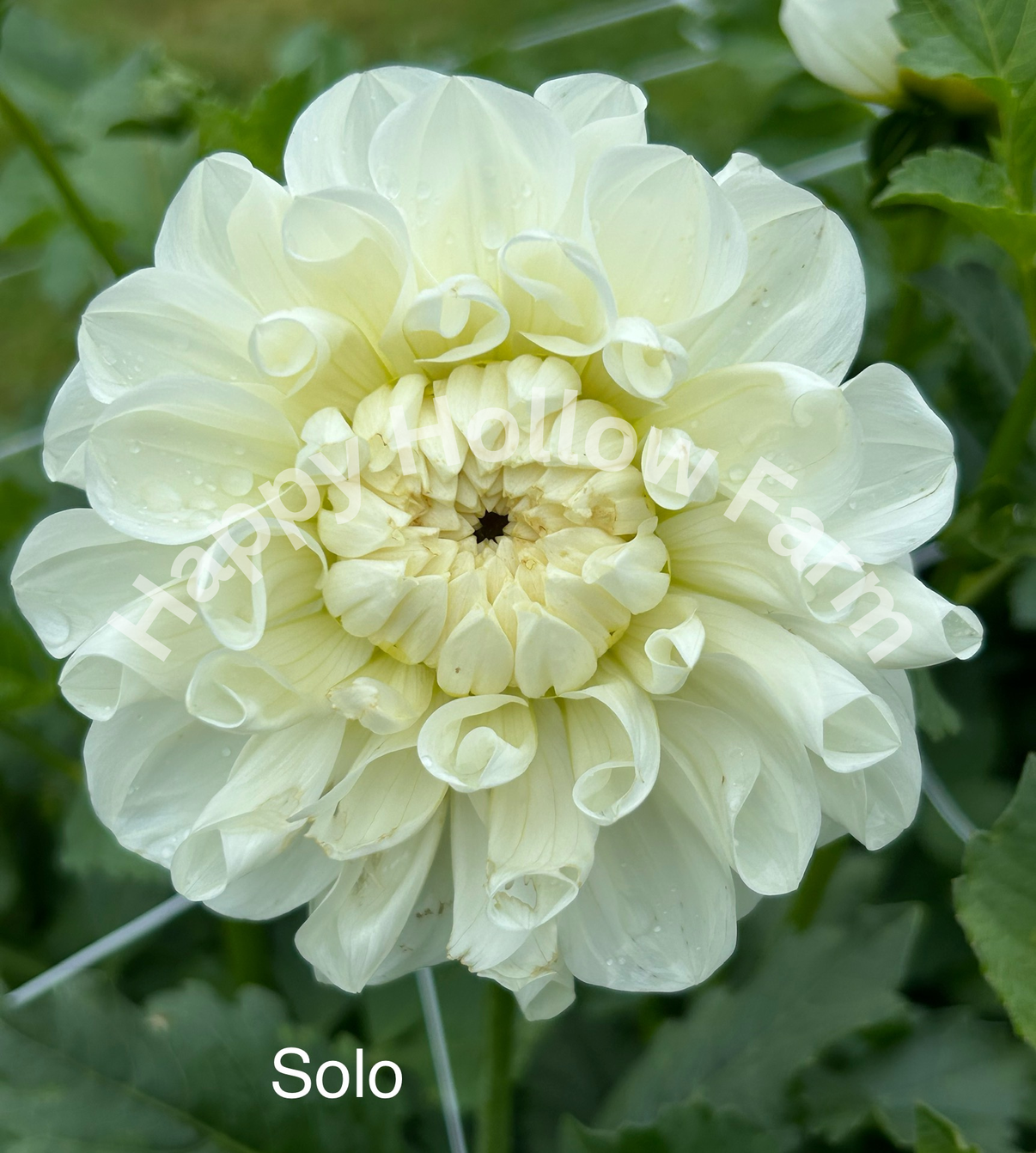 Solo Dahlia Tuber – Happy Hollow Farm