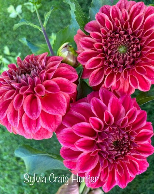 Sylvia Craig Hunter Dahlia Tuber – Happy Hollow Farm