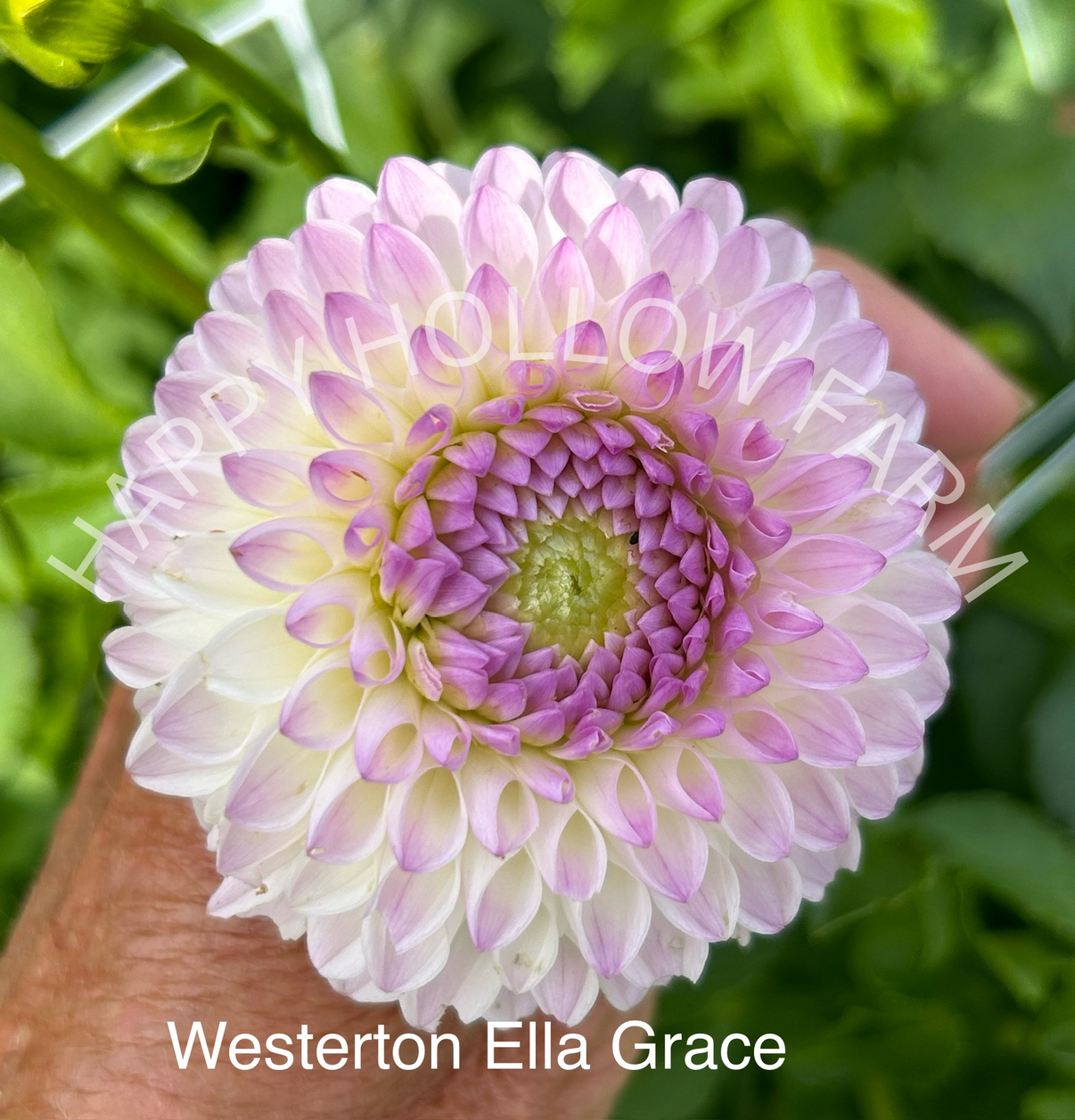 Westerton Ella Grace – Happy Hollow Farm