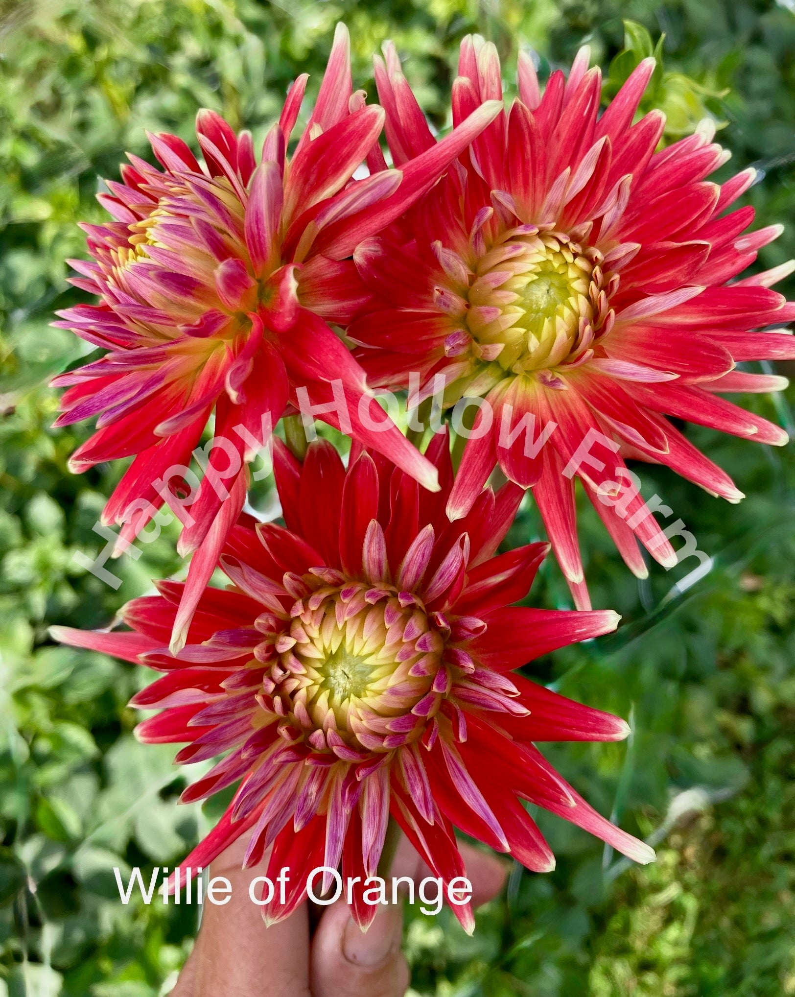 Willie of Orange Dahlia Tuber – Happy Hollow Farm