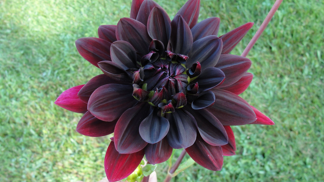 Sam Hopkins Dahlia Tuber – Happy Hollow Farm